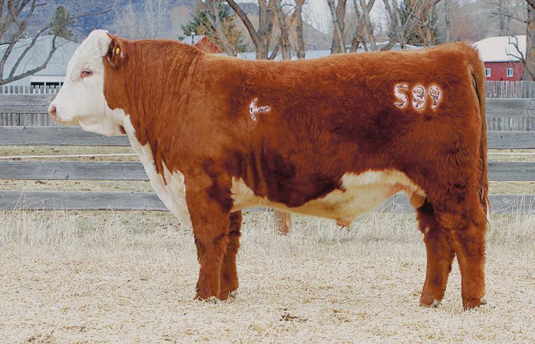Herd Bulls – Lowell Fisher Herefords